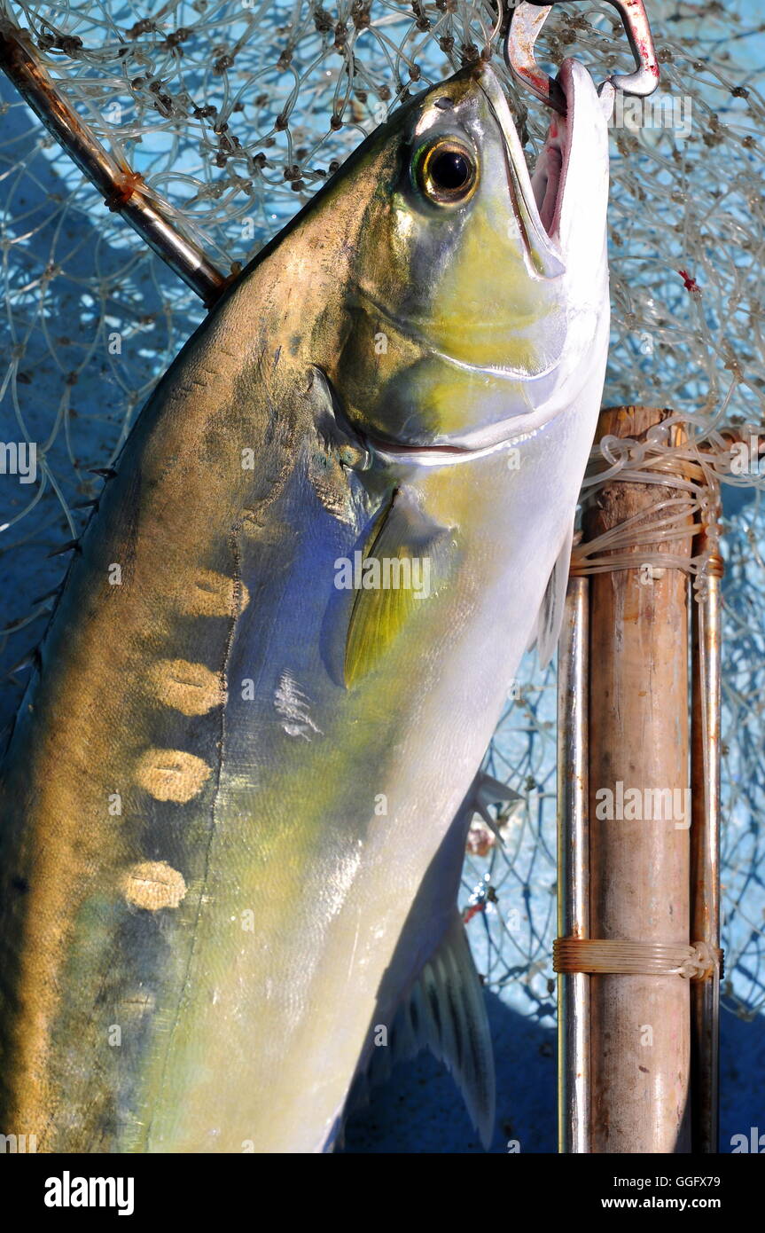 Scomberoides commersonnianus hi-res stock photography and images - Alamy