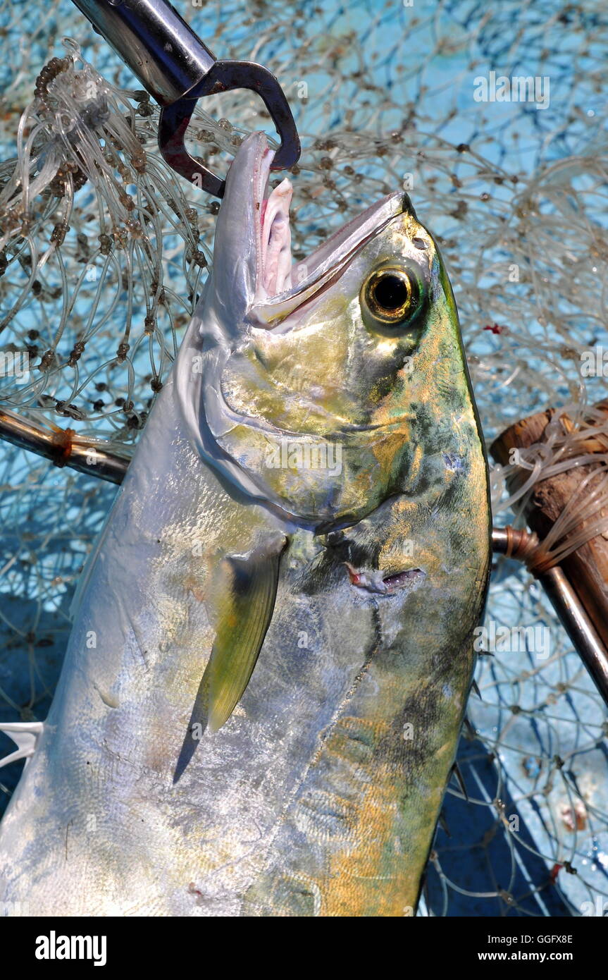 Spearfishing tuna hi-res stock photography and images - Alamy