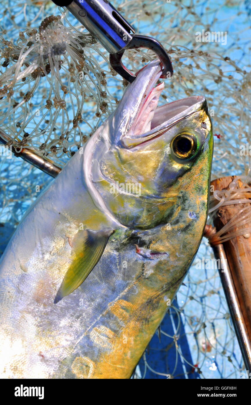 Spearfishing bass hi-res stock photography and images - Alamy