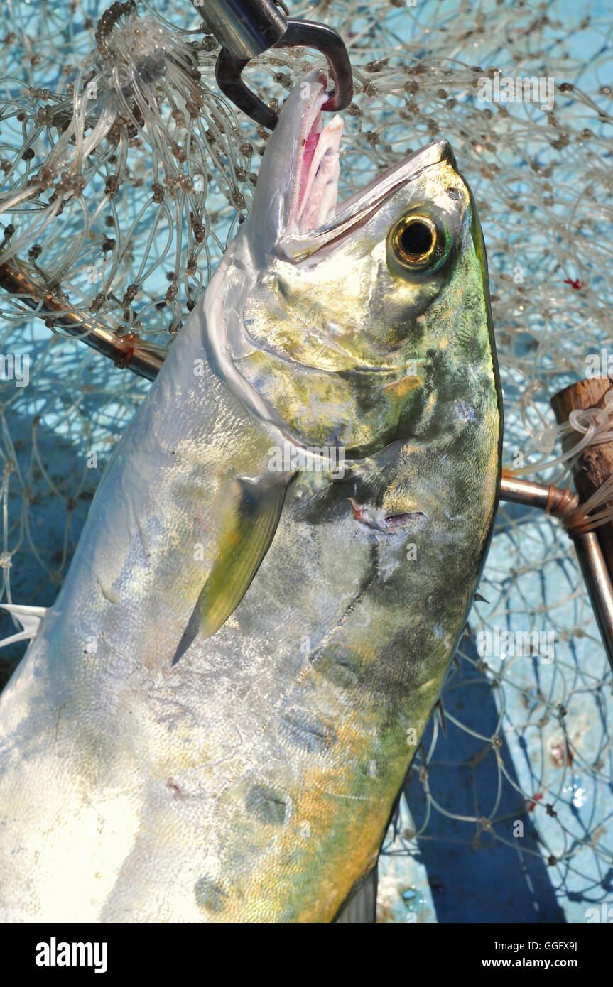 Scomberoides commersonnianus hi-res stock photography and images - Alamy