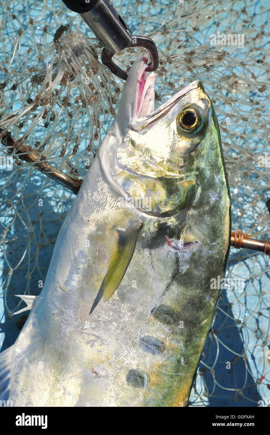 Scomberoides commersonnianus hi-res stock photography and images - Alamy