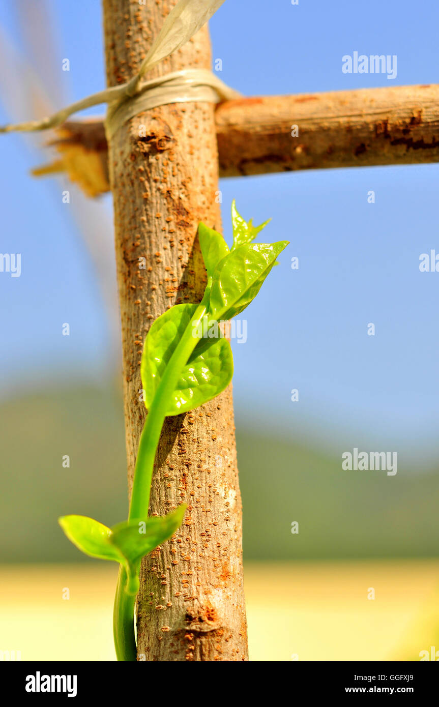 Green bud on a dead branch Stock Photo - Alamy