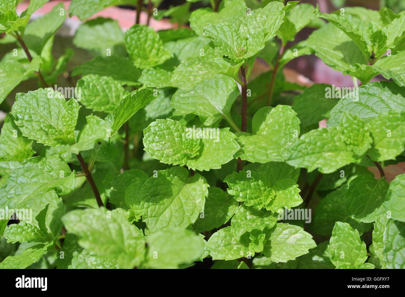 Mint leaf in a farm in Vietnam Stock Photo - Alamy