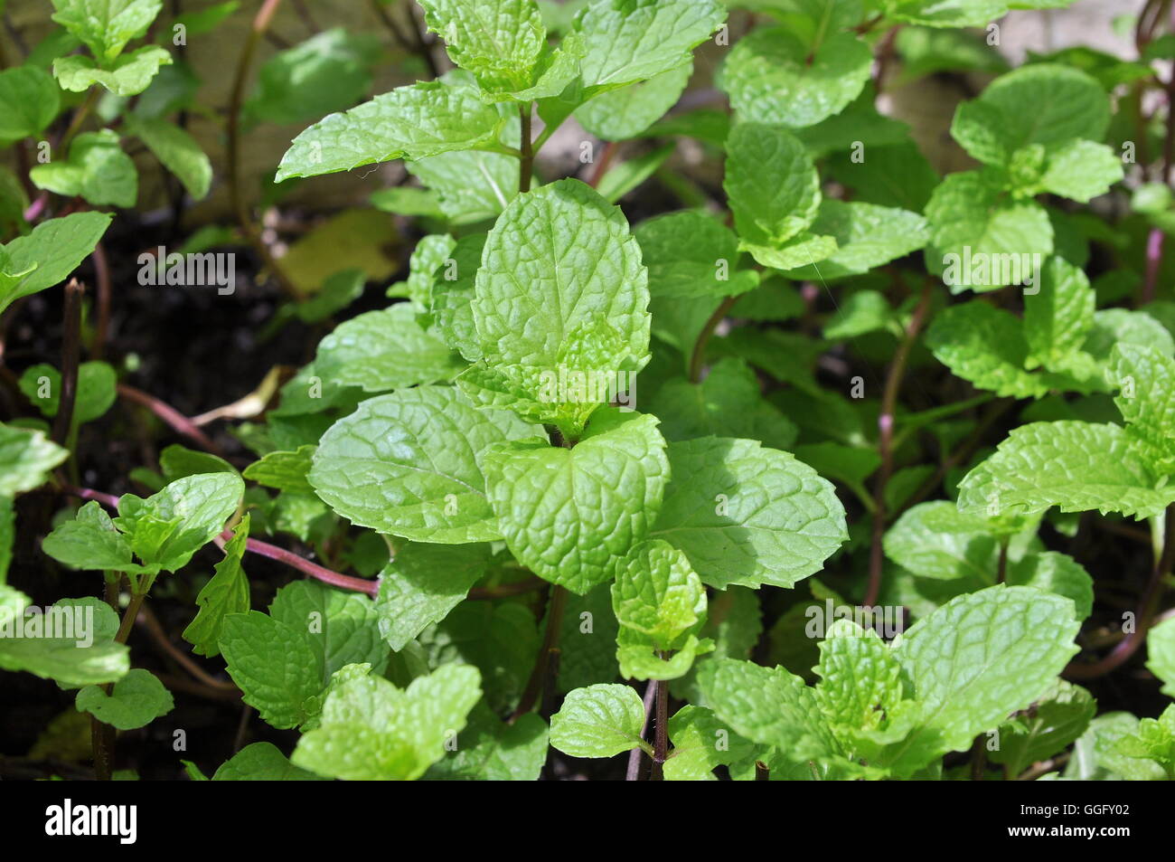 Mint leaf in a farm in Vietnam Stock Photo - Alamy