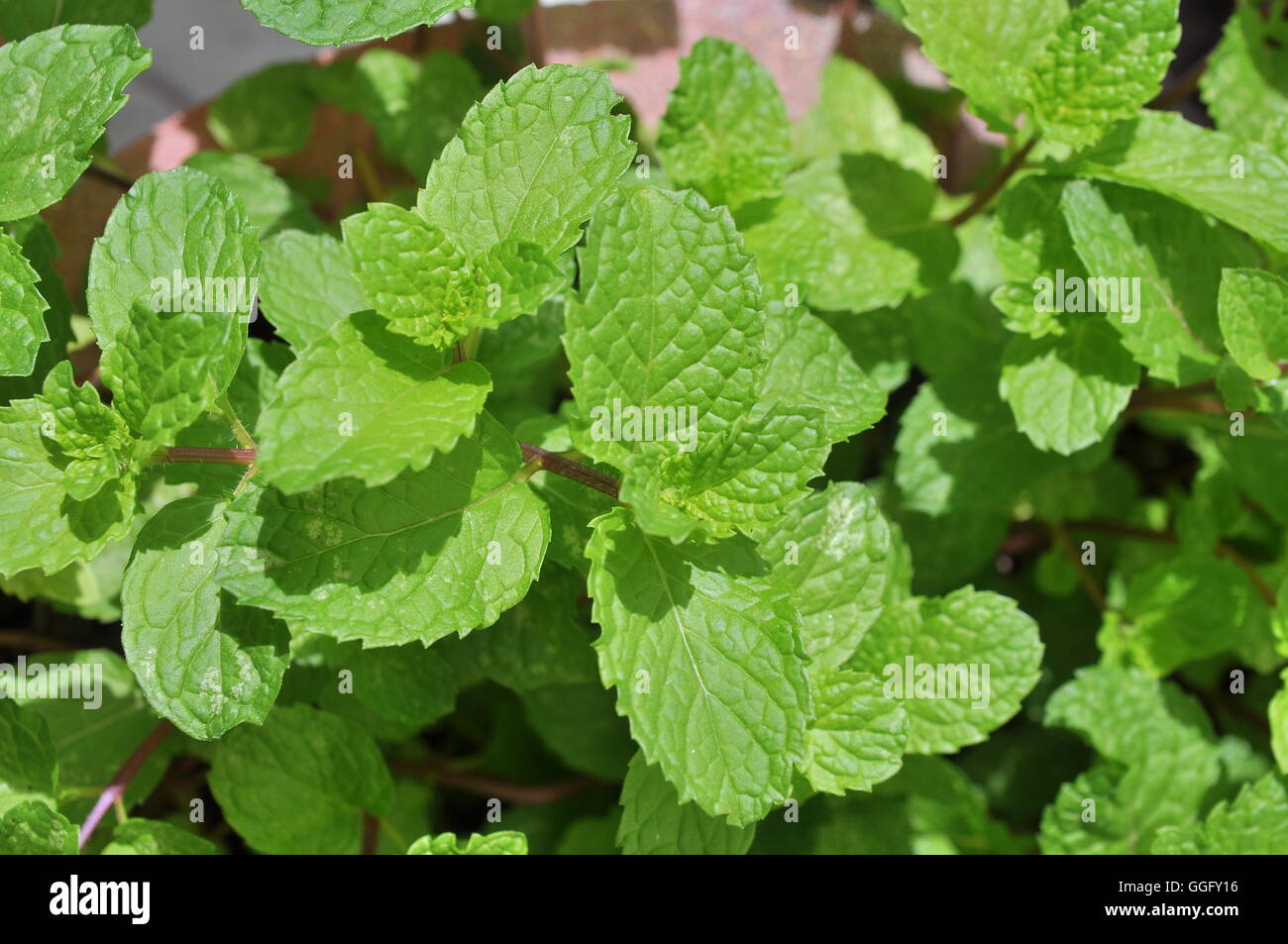 Mint leaf in a farm in Vietnam Stock Photo - Alamy