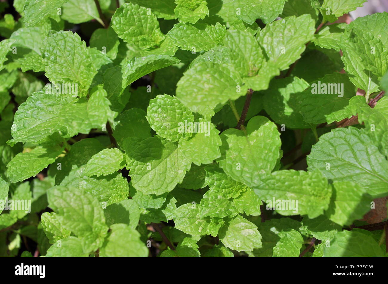Mint leaf in a farm in Vietnam Stock Photo - Alamy