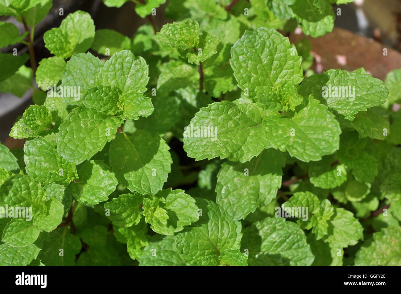 Mint leaf in a farm in Vietnam Stock Photo - Alamy