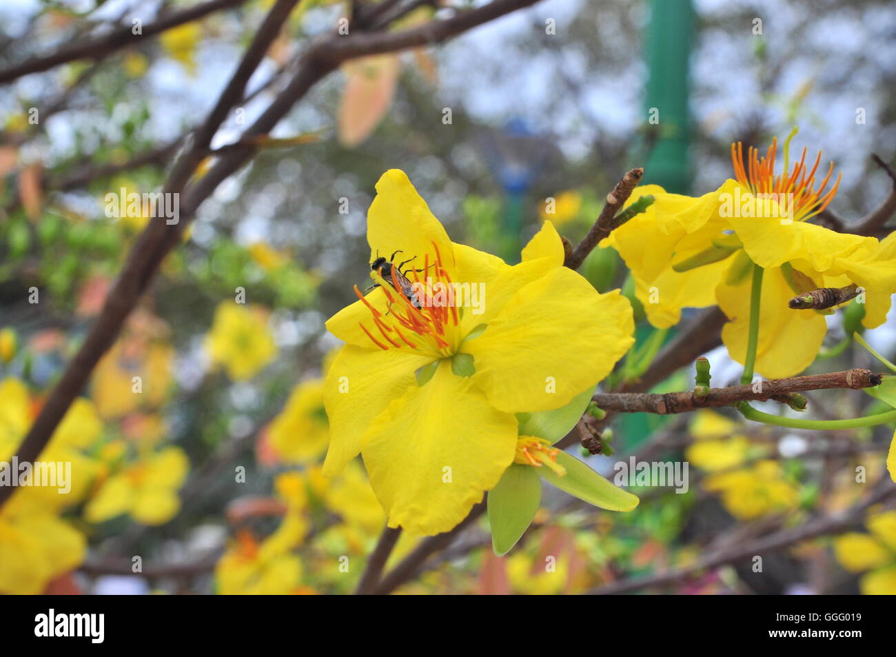Yellow apricot blossom in the spring Stock Photo - Alamy