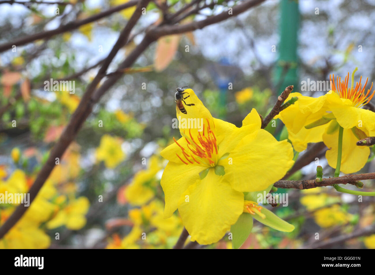 Yellow apricot blossom in the spring Stock Photo - Alamy