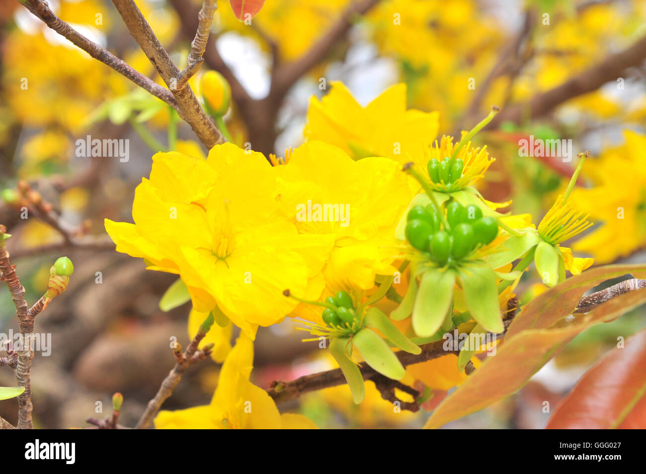 Yellow apricot blossom in the spring Stock Photo - Alamy