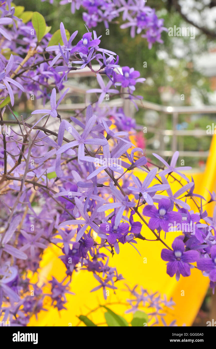 Purple Queen Flower Stock Photo - Alamy