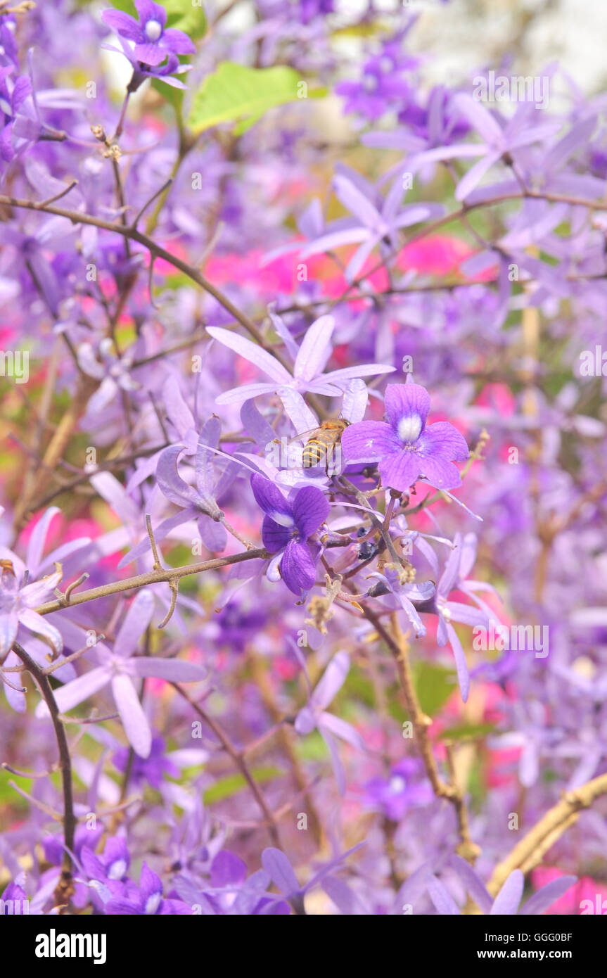 Purple Queen Flower Stock Photo - Alamy