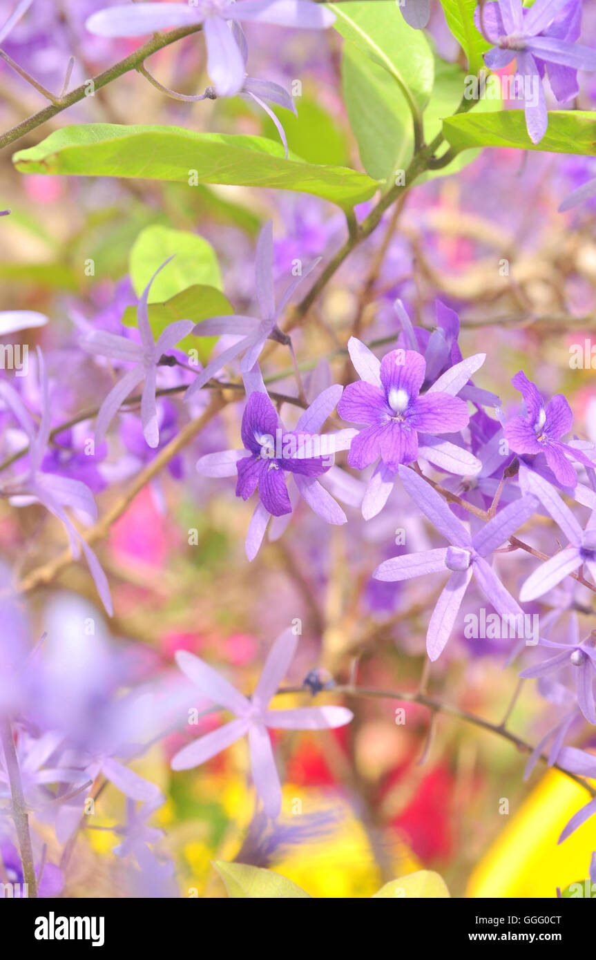Purple Queen Flower Stock Photo - Alamy
