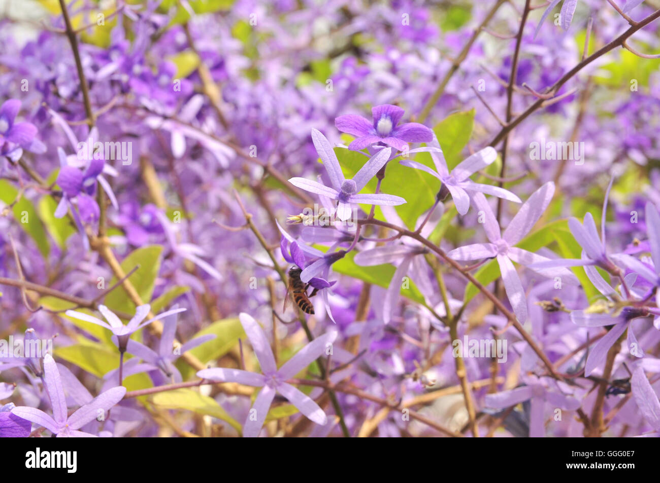 Purple Queen Flower Stock Photo - Alamy