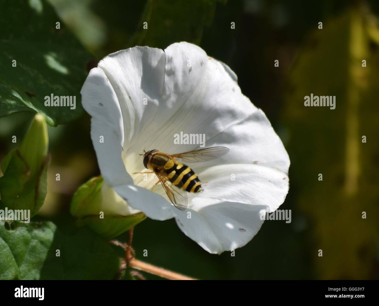 Busy bee on a Spring flower Stock Photo - Alamy