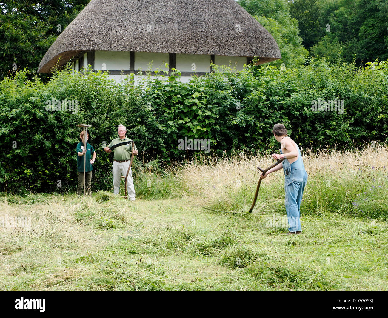 A demonstration of the use of English scythes to mow meadow grass at ...