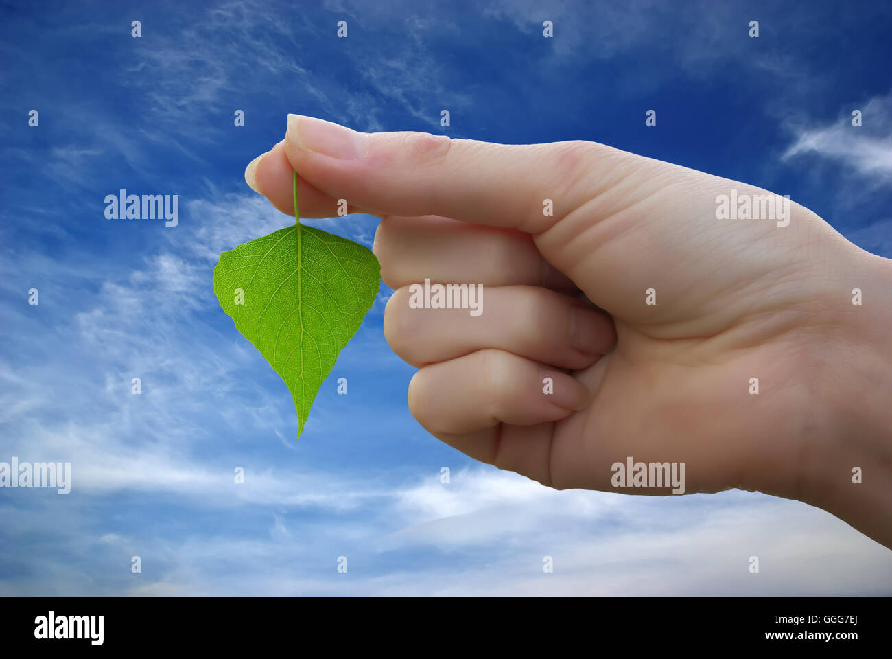 green leaf in hand Stock Photo - Alamy