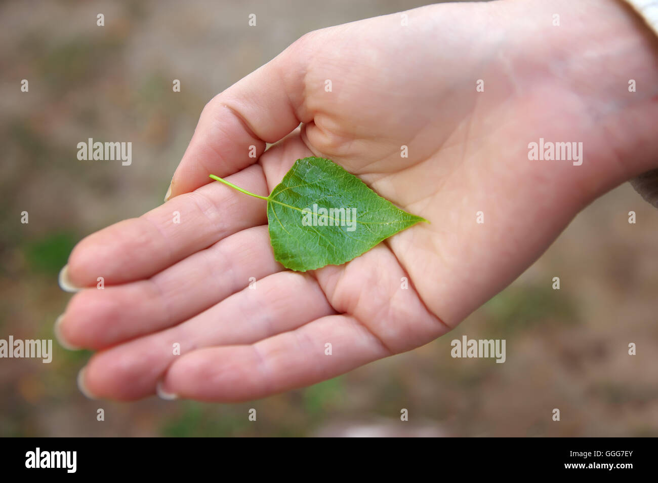 Hand and leaf hi-res stock photography and images - Alamy