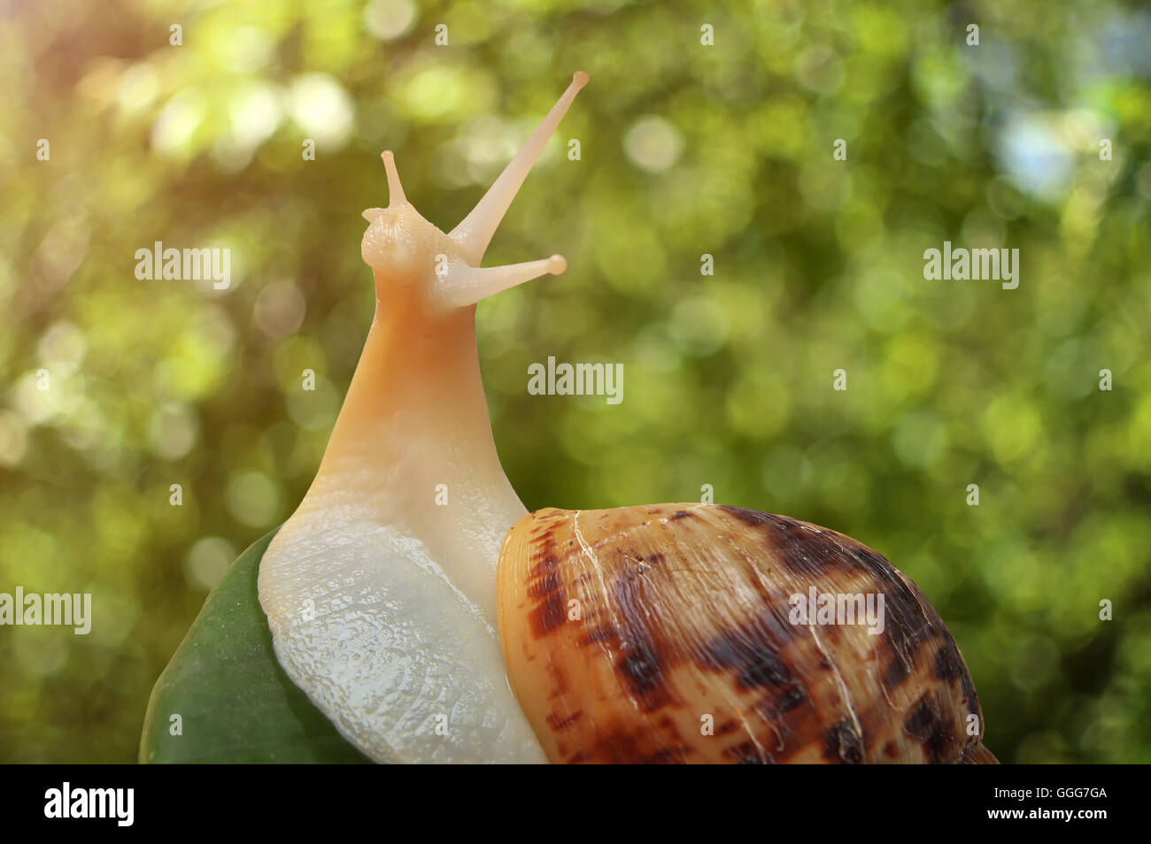 Cool snail hi-res stock photography and images - Alamy
