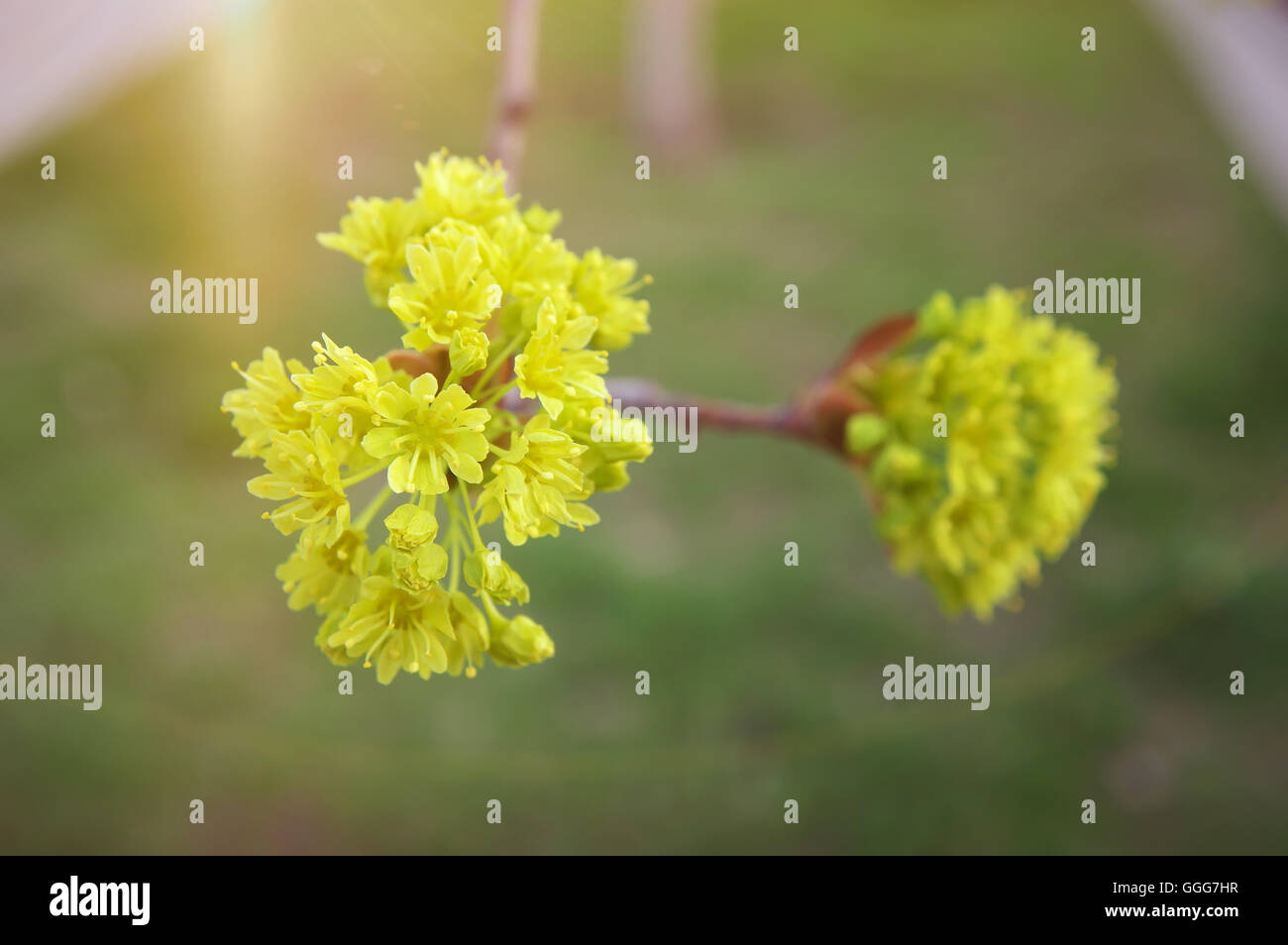 Maple blossom hi-res stock photography and images - Alamy