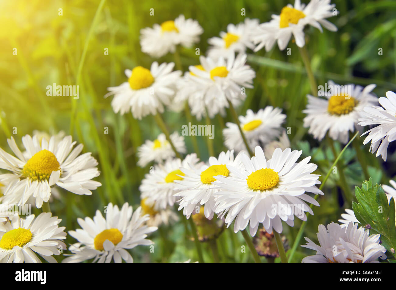 Beautiful chamomile flowers close up hi-res stock photography and ...