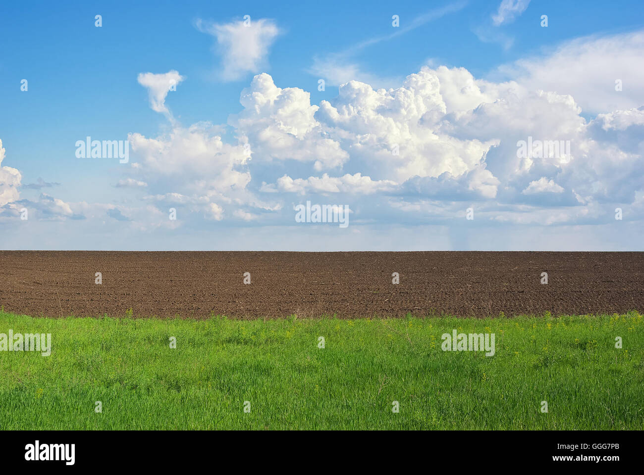Cultivated green field. Rural scene Stock Photo - Alamy