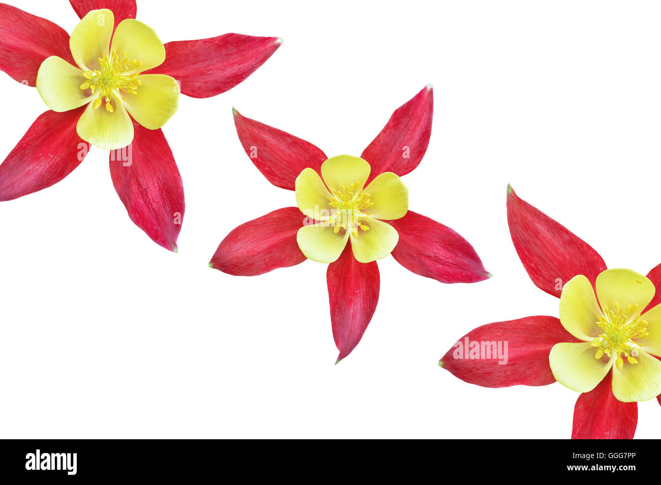 Beautiful red columbine flower isolated on white background Stock Photo ...