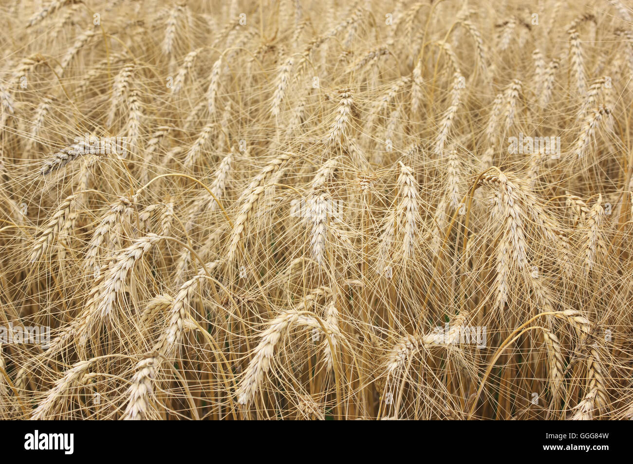 Harvest of wheat. Texture of wheat Stock Photo - Alamy