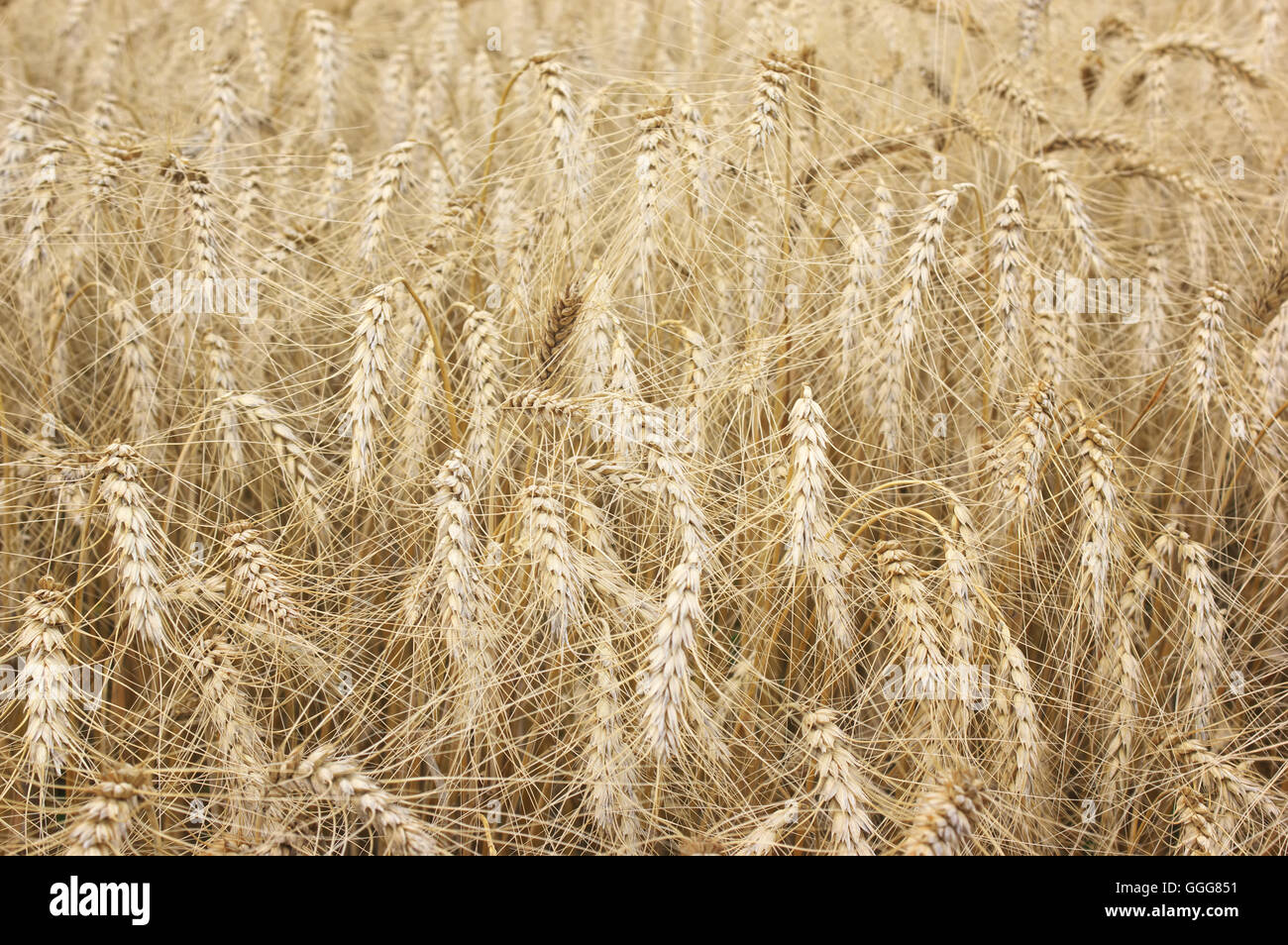 Harvest of wheat. Texture of wheat Stock Photo - Alamy
