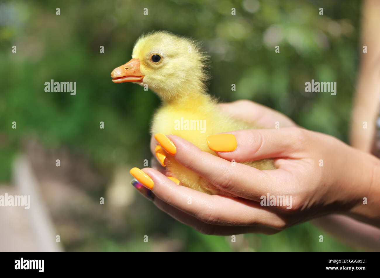 Duckling Sitting High Resolution Stock Photography and Images - Alamy