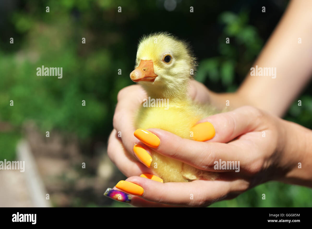 Yellow Duckling High Resolution Stock Photography and Images - Alamy