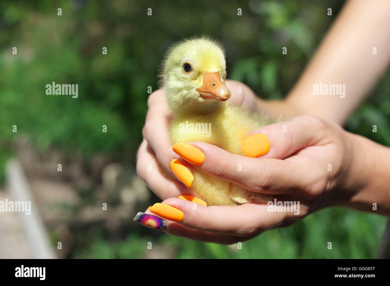 Person Holding Small Duckling High Resolution Stock Photography and ...