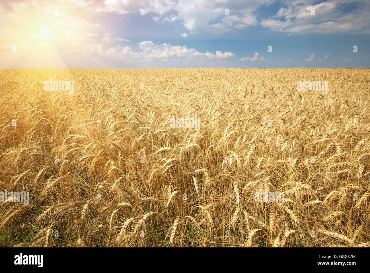 Harvest of wheat. Texture of wheat Stock Photo - Alamy