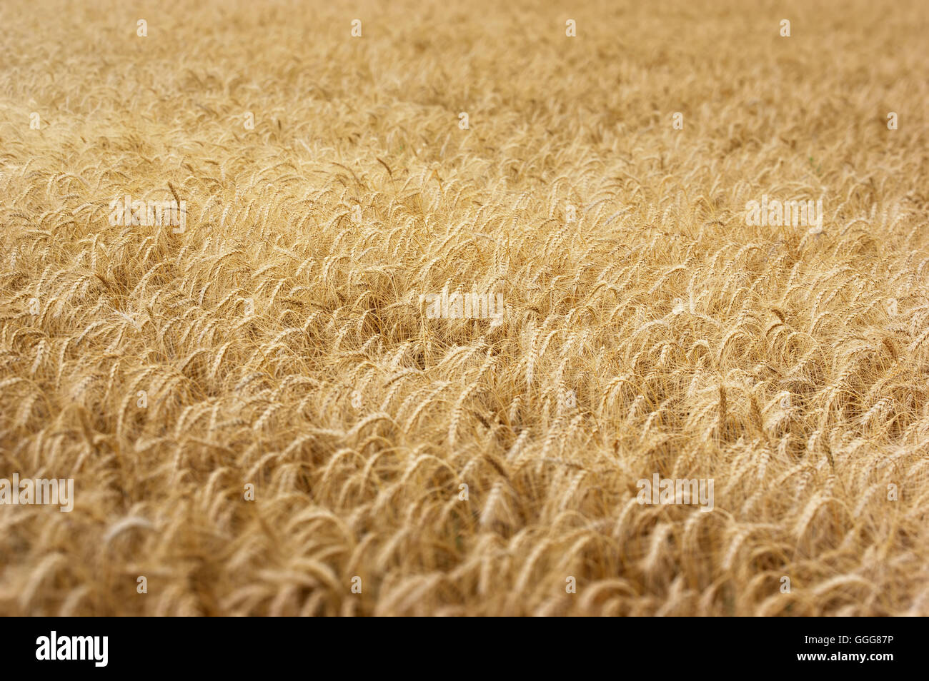 Harvest of wheat. Texture of wheat Stock Photo - Alamy
