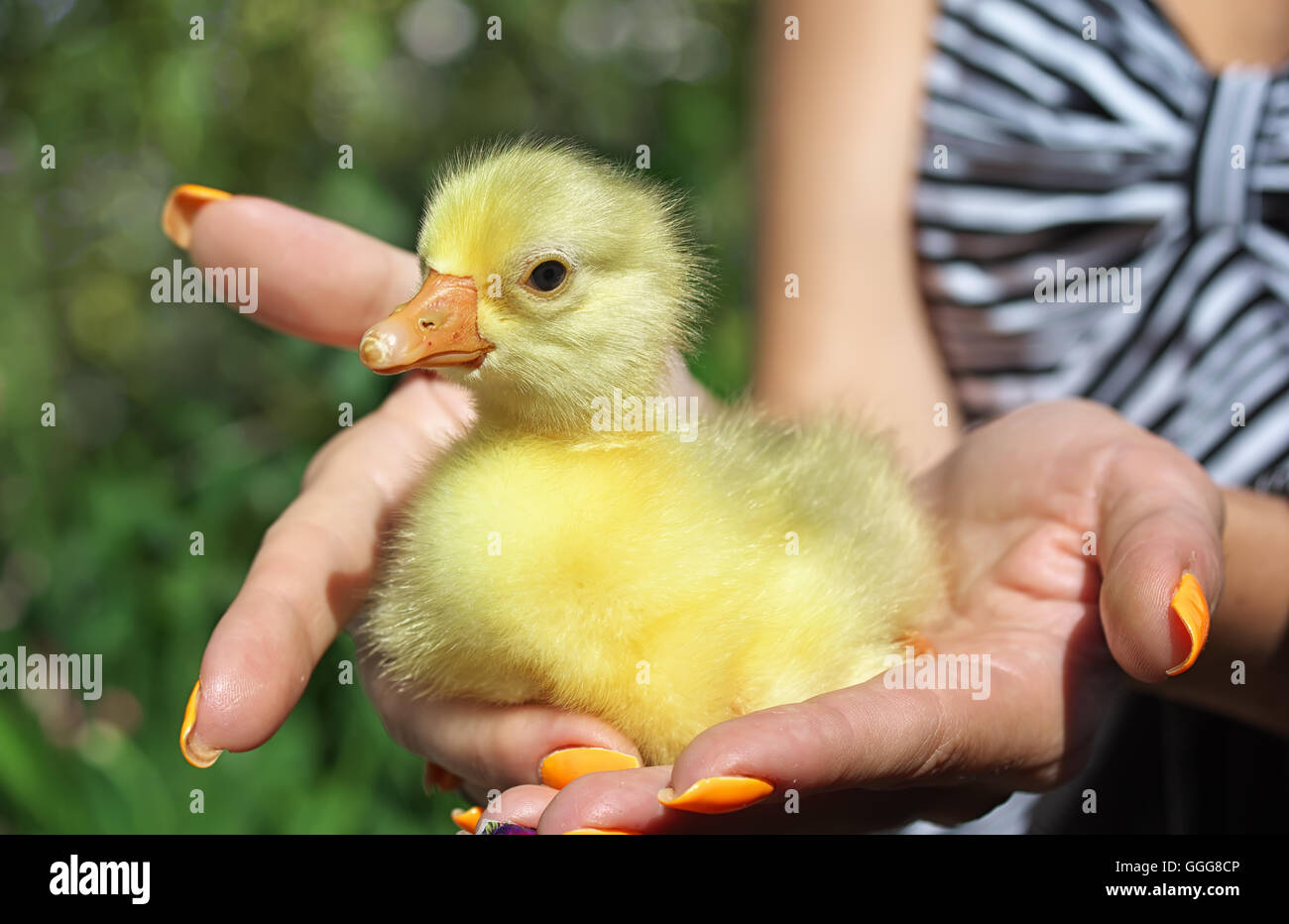 Human duck hi-res stock photography and images - Alamy