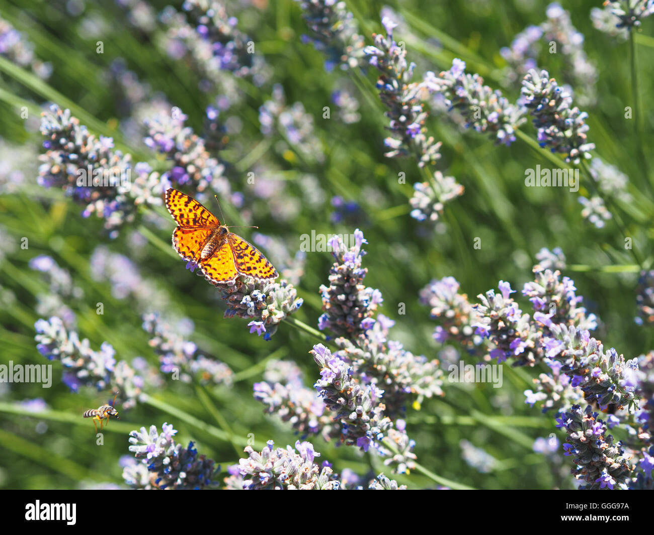 Yellow butterfly flyes on lavender flower garden Stock Photo - Alamy