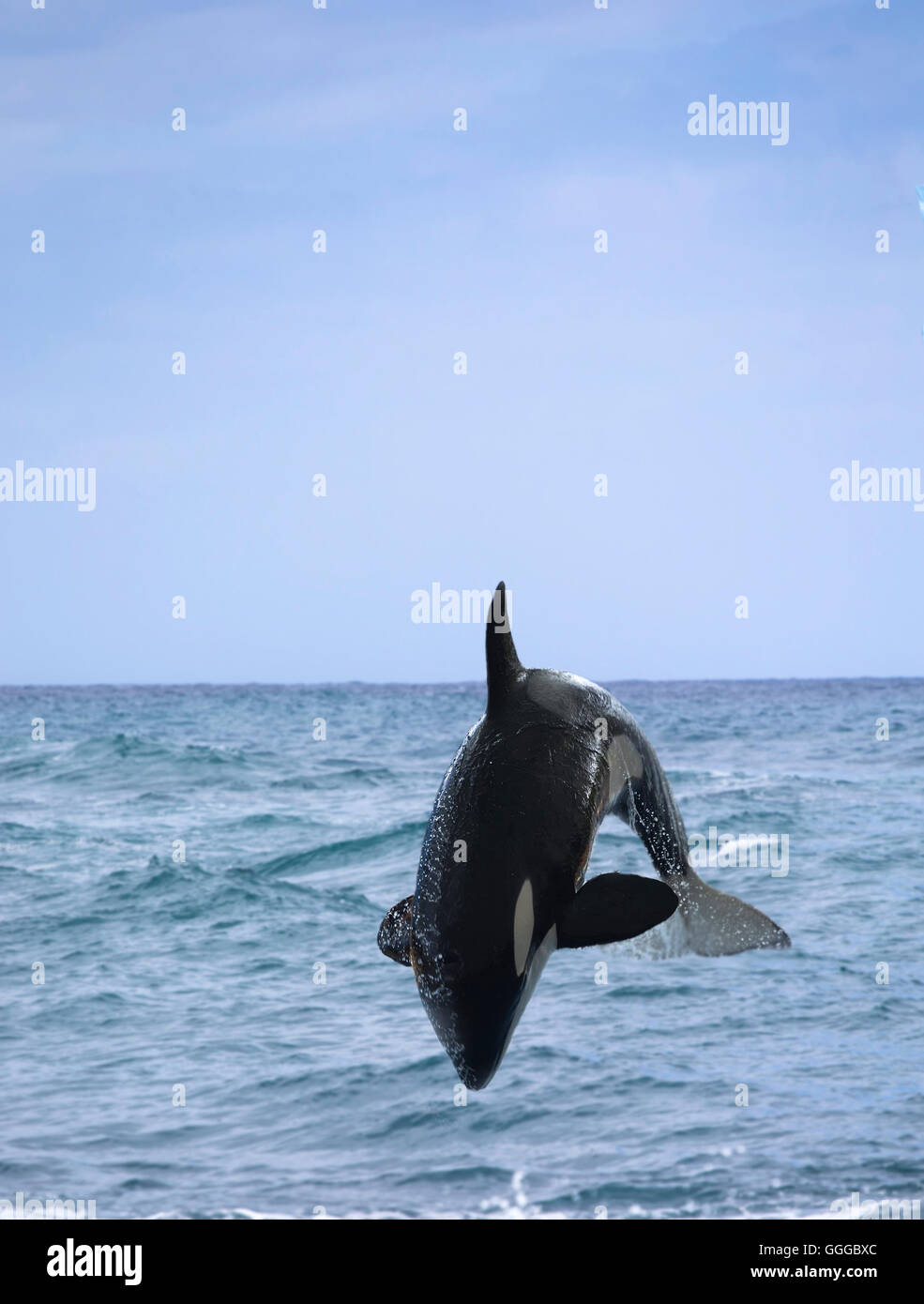 Orca whale jumping out of water hi-res stock photography and images - Alamy