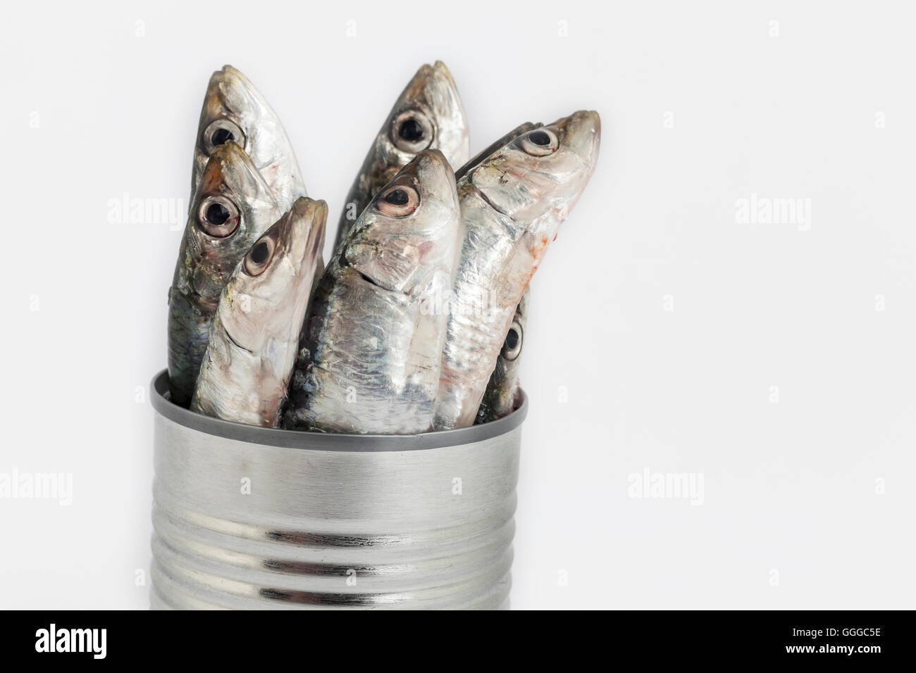 fresh fishes, sardine, in tin can as a preserved food Stock Photo - Alamy