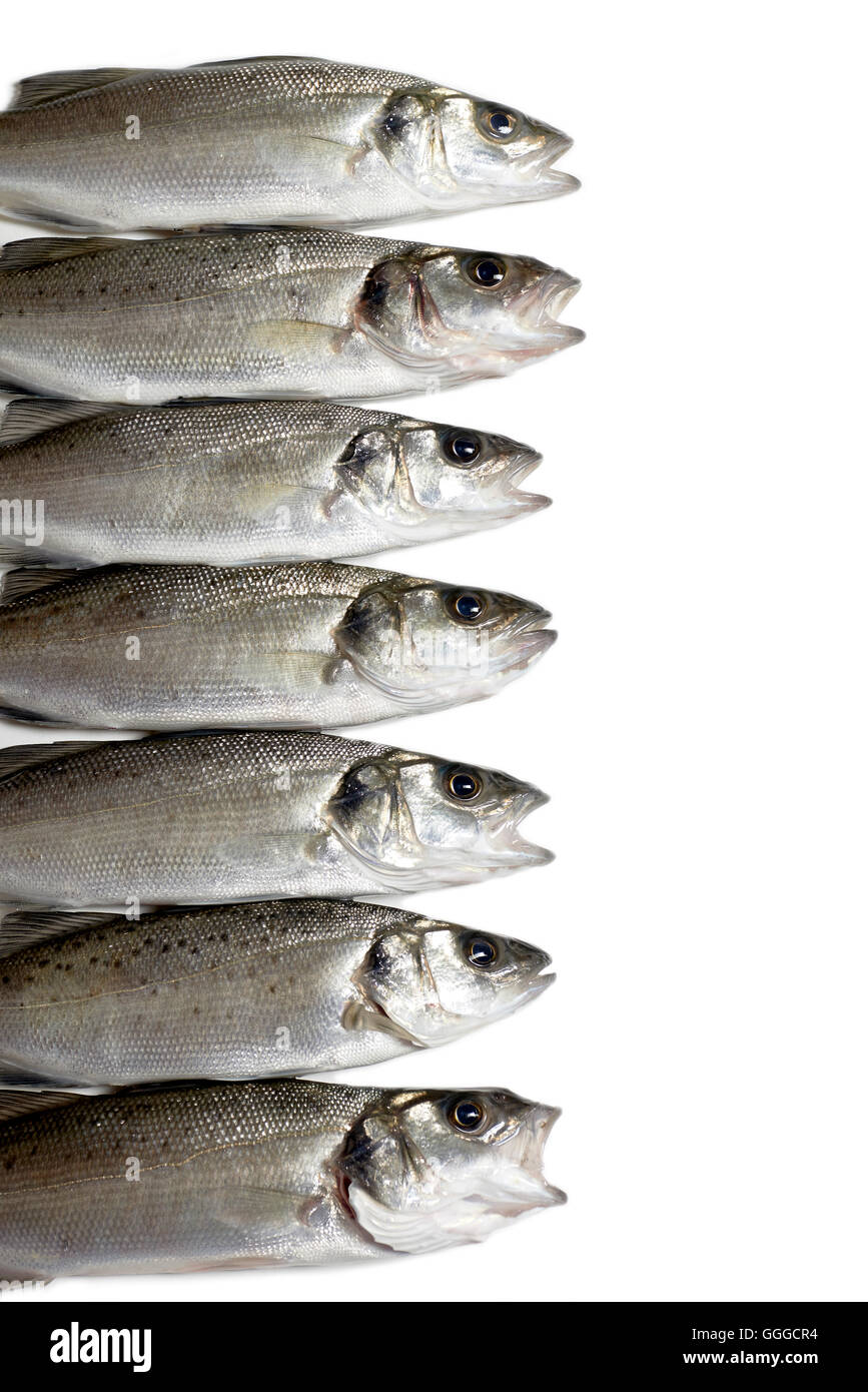 fresh fish, sea bass, ready for cooking, isolated Stock Photo - Alamy
