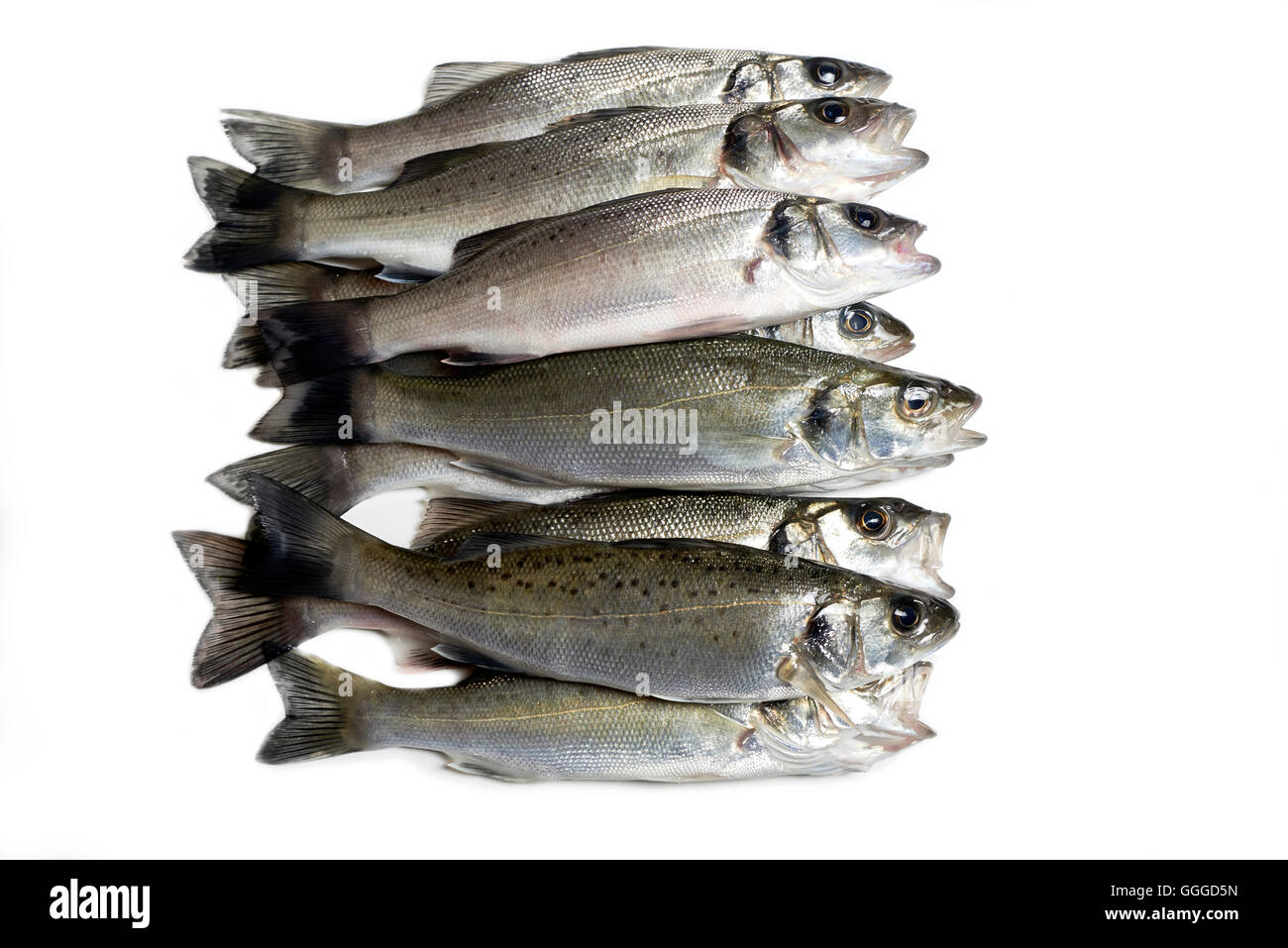 fresh fish, sea bass, ready for cooking, isolated Stock Photo - Alamy