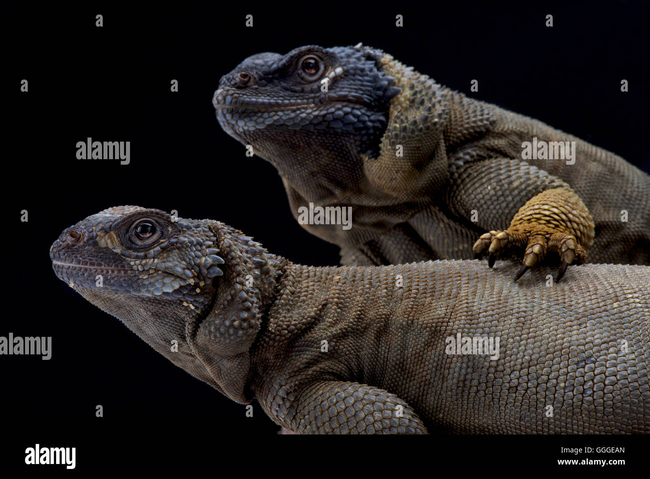 Angel Island chuckwalla (Sauromalus hispidus) pair Stock Photo - Alamy