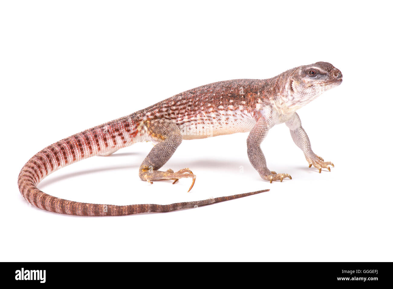 Desert iguana (Dipsosaurus dorsalis Stock Photo - Alamy