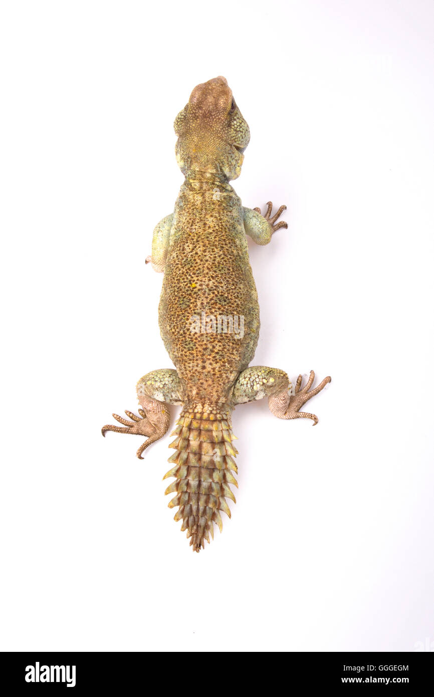 African spiny tailed lizard hi-res stock photography and images - Alamy