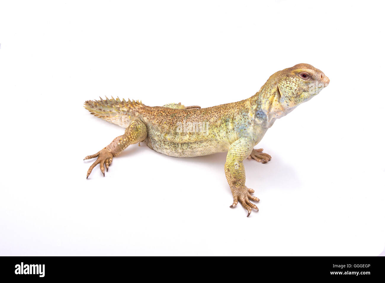 African spiny tailed lizard hi-res stock photography and images - Alamy