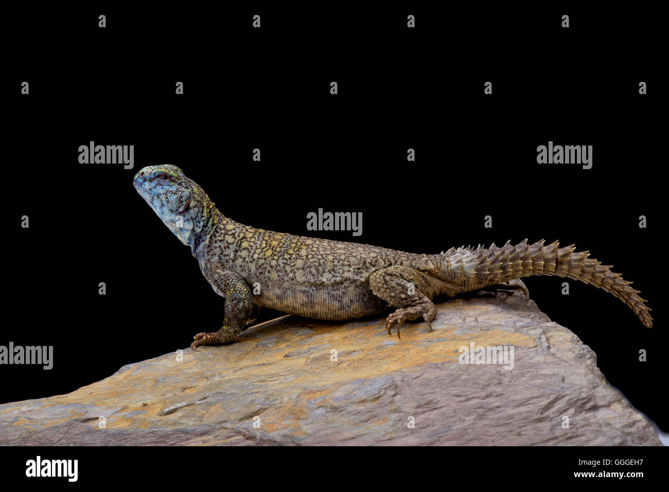 African spiny tailed lizard hi-res stock photography and images - Alamy