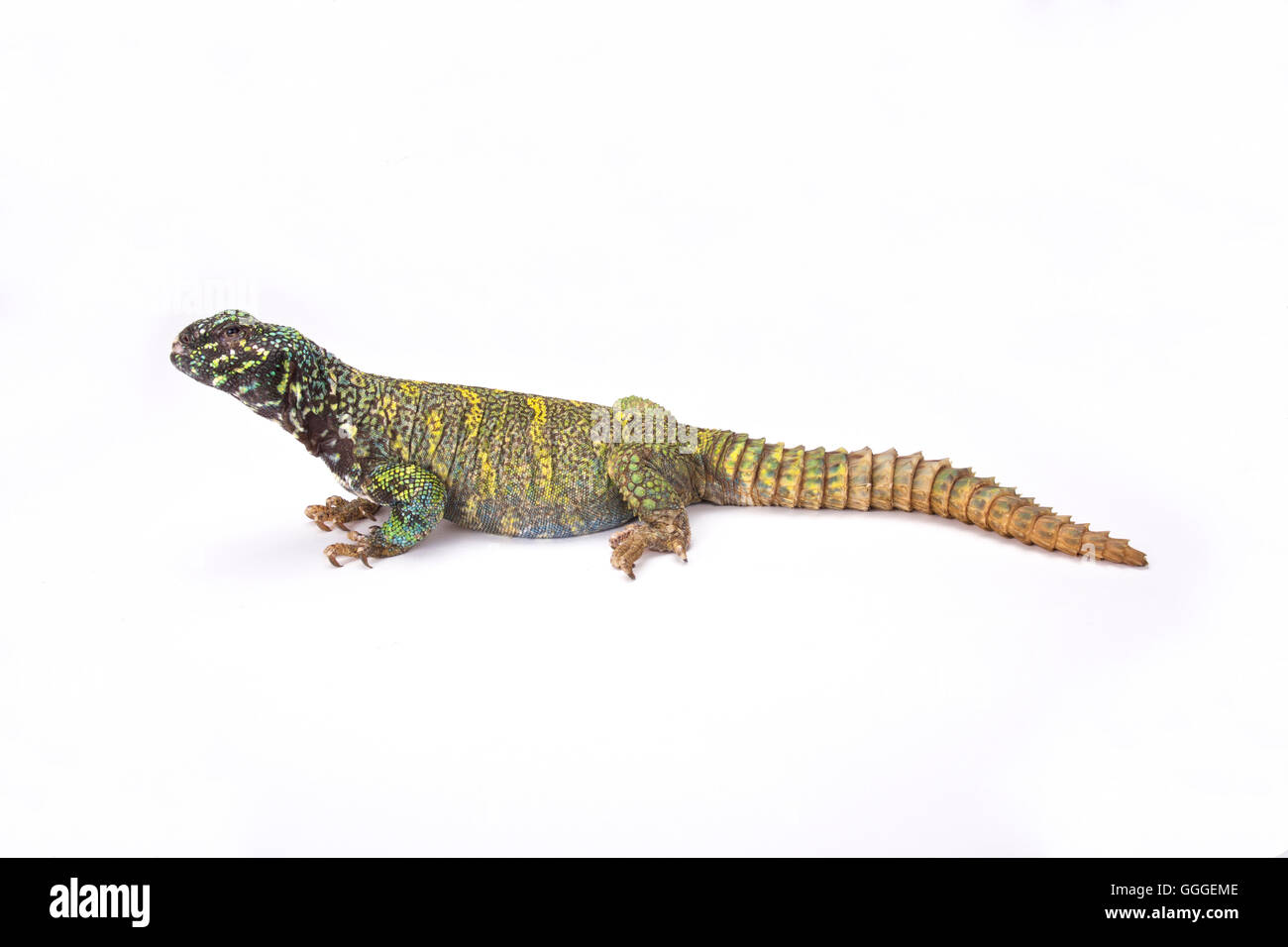 Ornate Mastigure Uromastyx Ornata High Resolution Stock Photography and ...