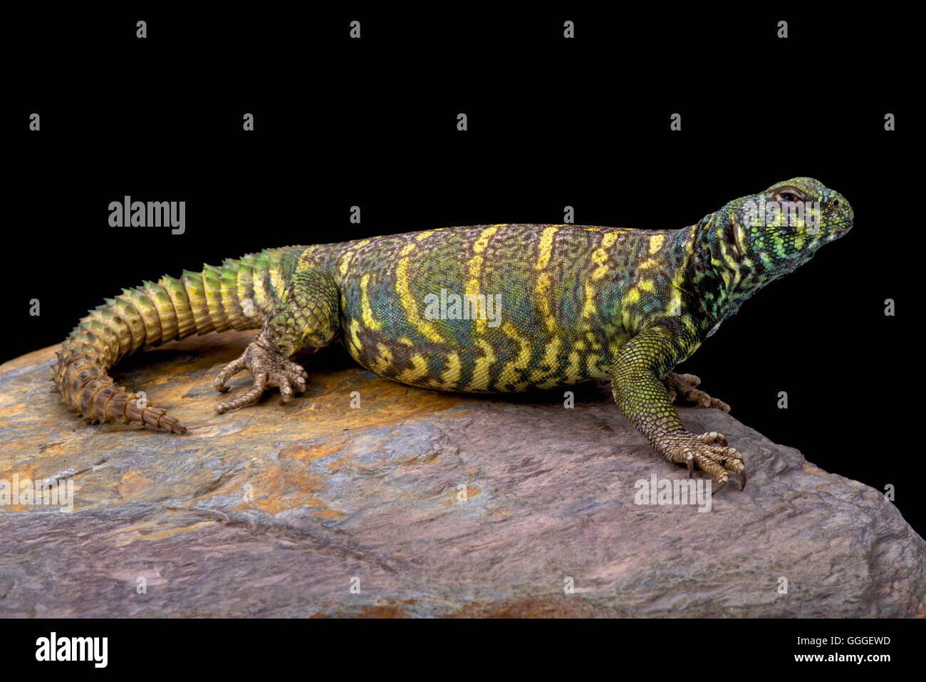 Ornate spiny-tailed lizard (Uromastyx ornata ornata Stock Photo - Alamy