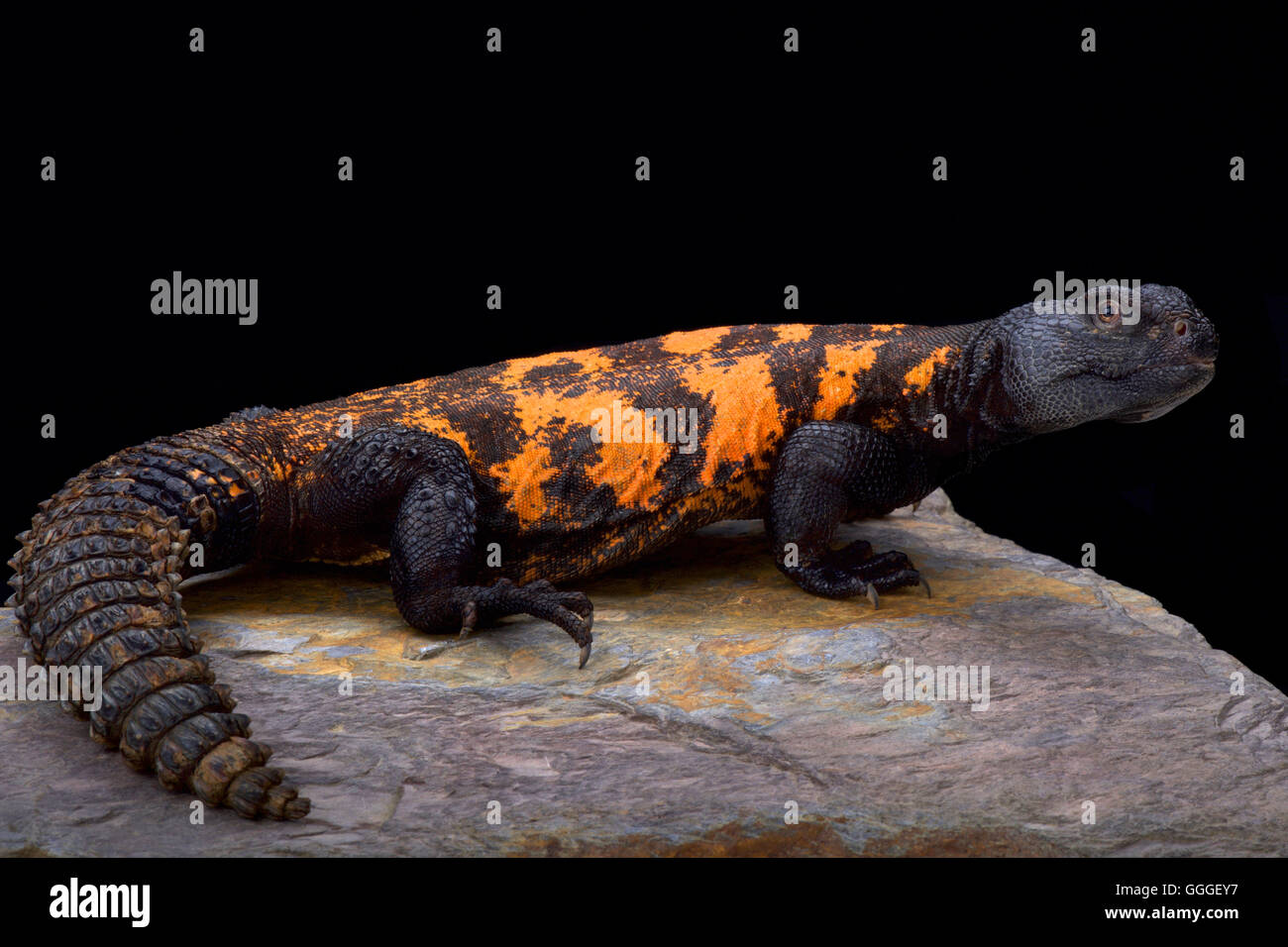 South Saharan spiny-tailed lizard (Uromastyx flavifasciata Stock Photo ...
