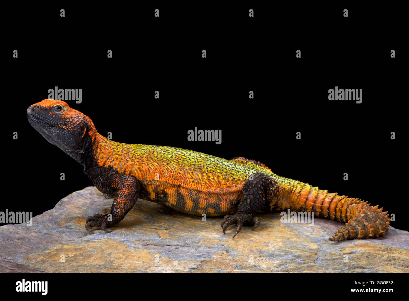 Moroccan Uromastyx