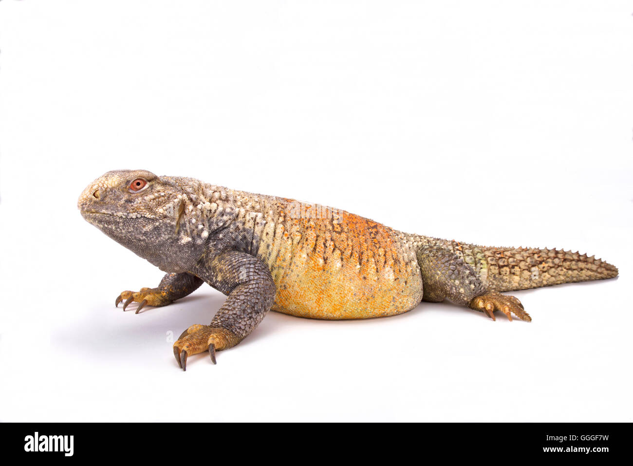 Saara Cut Out Stock Images & Pictures - Alamy